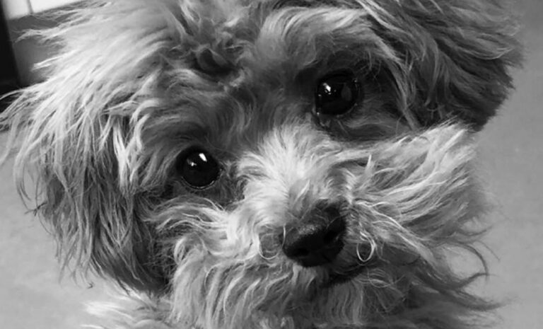 Pets at Home - Infoshare+